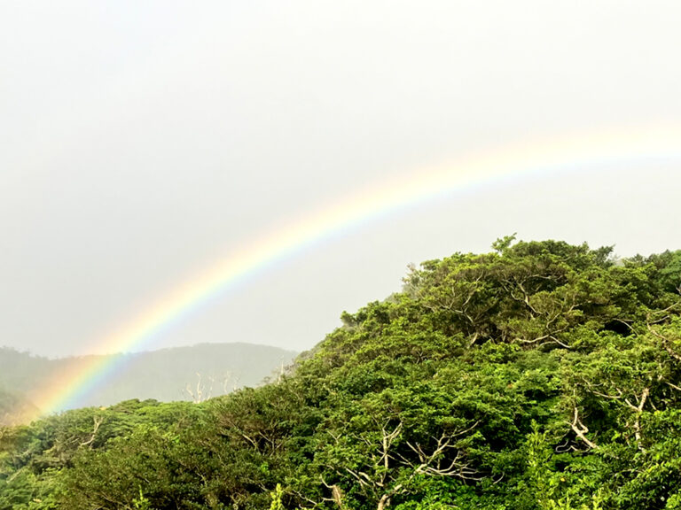 Amami Climate - Link Adventures | Amami Oshima Island | Nature Guide Tour