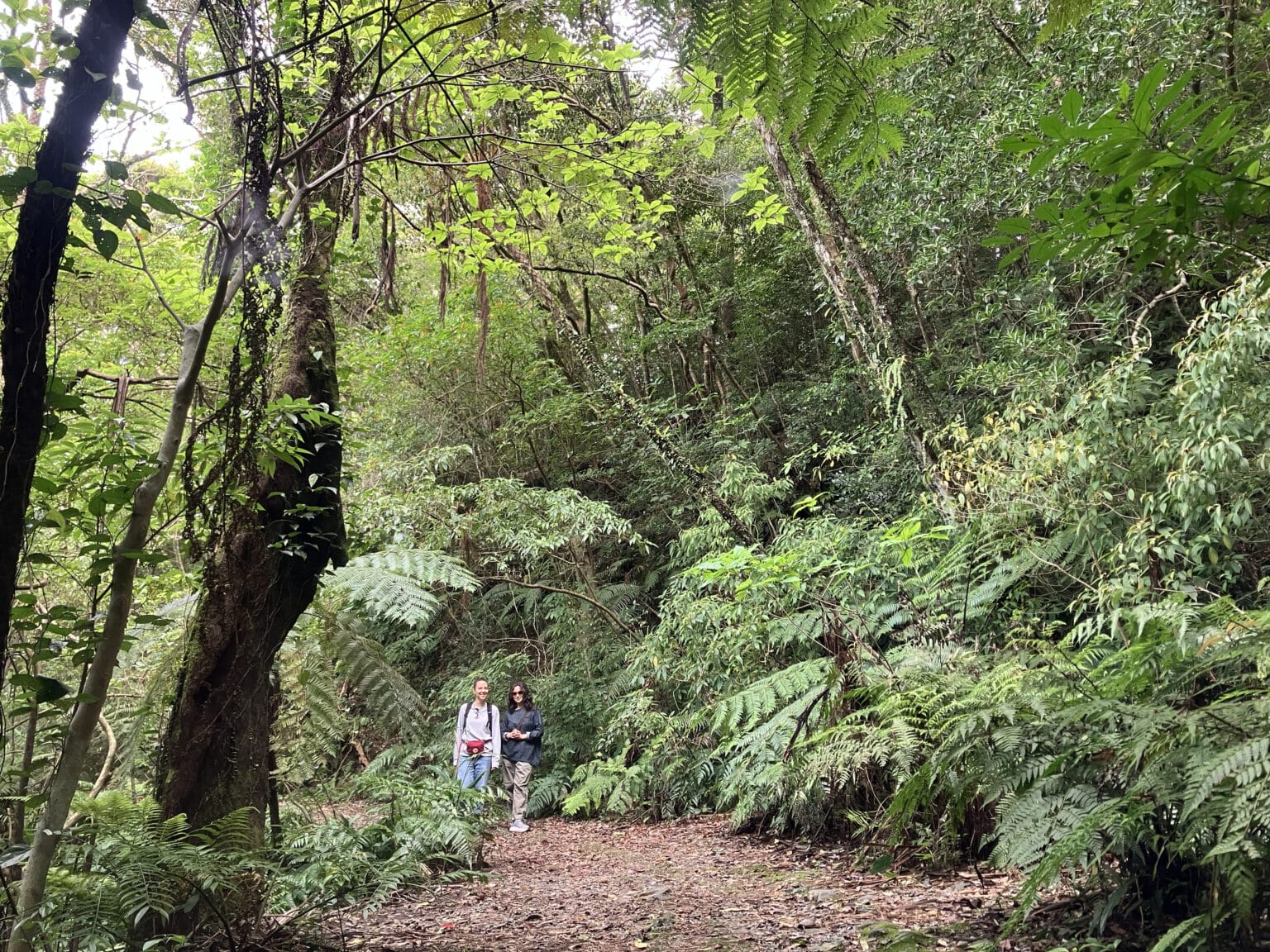 Kinsakubaru Forest Tour in Amami with an English-Speaking Guide - Link ...