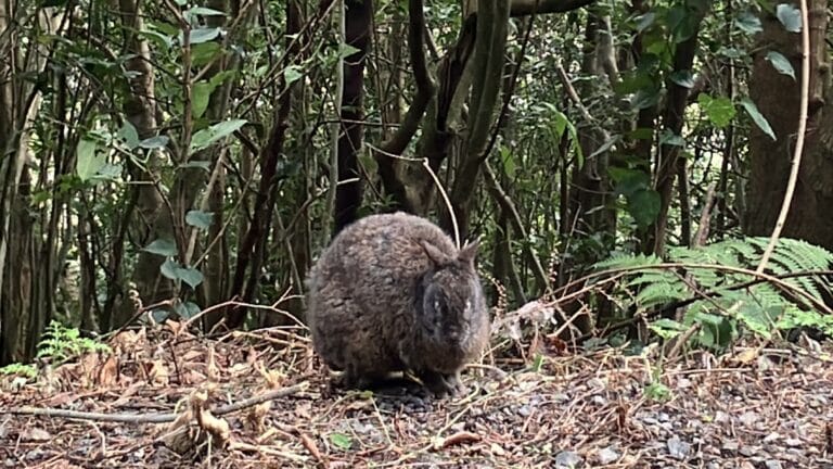 Amami Oshima’s Iconic Wildlife – Amami Rabbit - Link Adventures | Amami ...