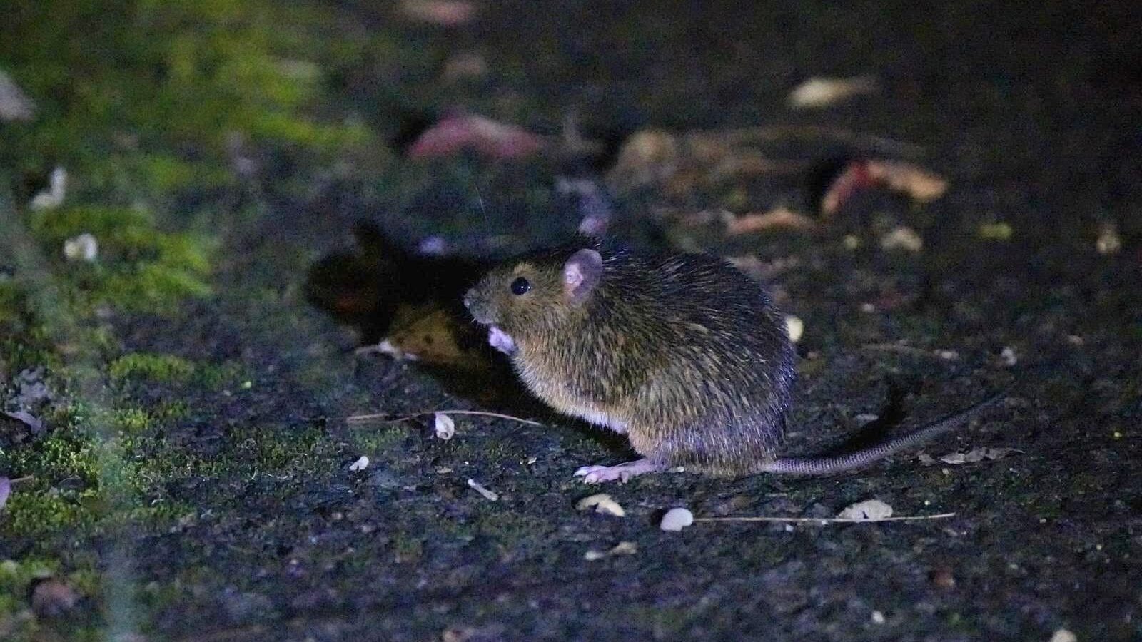 10 Best Things to Do for First-Time Visitors to Amami Oshima - Link ...